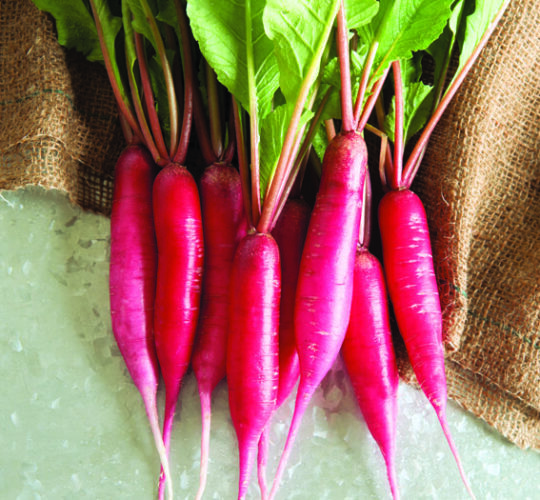 Best Radish Types for Fall - Grit